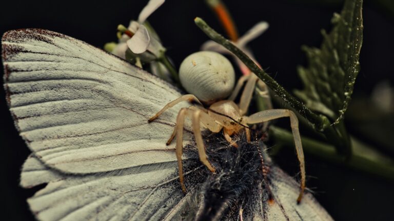 How a Single Spider Bite Can Cause Flesh Necrosis – Insect Hive