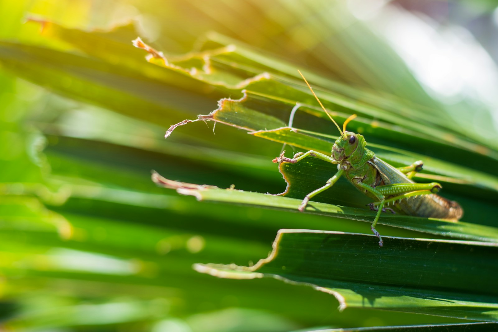 The Deadly Dance of the Praying Mantis – How They Lure Prey – Insect Hive