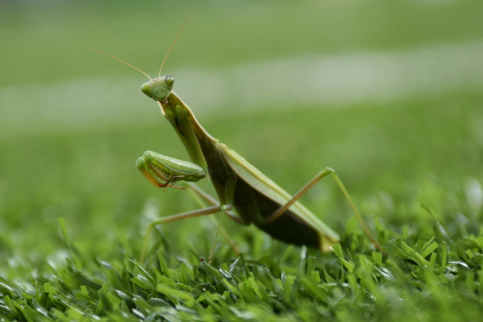 The Deadly Dance of the Praying Mantis – How They Lure Prey – Insect Hive