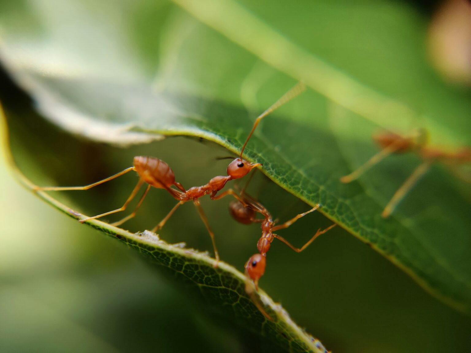 Why Fire Ants Are an Invasive Species That Disrupts Ecosystems – Insect ...