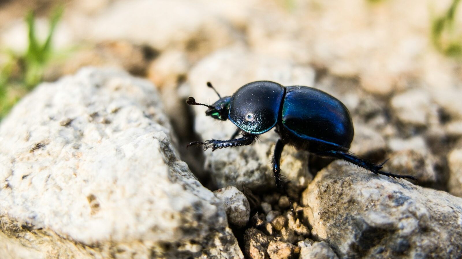 How Dung Beetles Help Keep the Environment Clean – Insect Hive