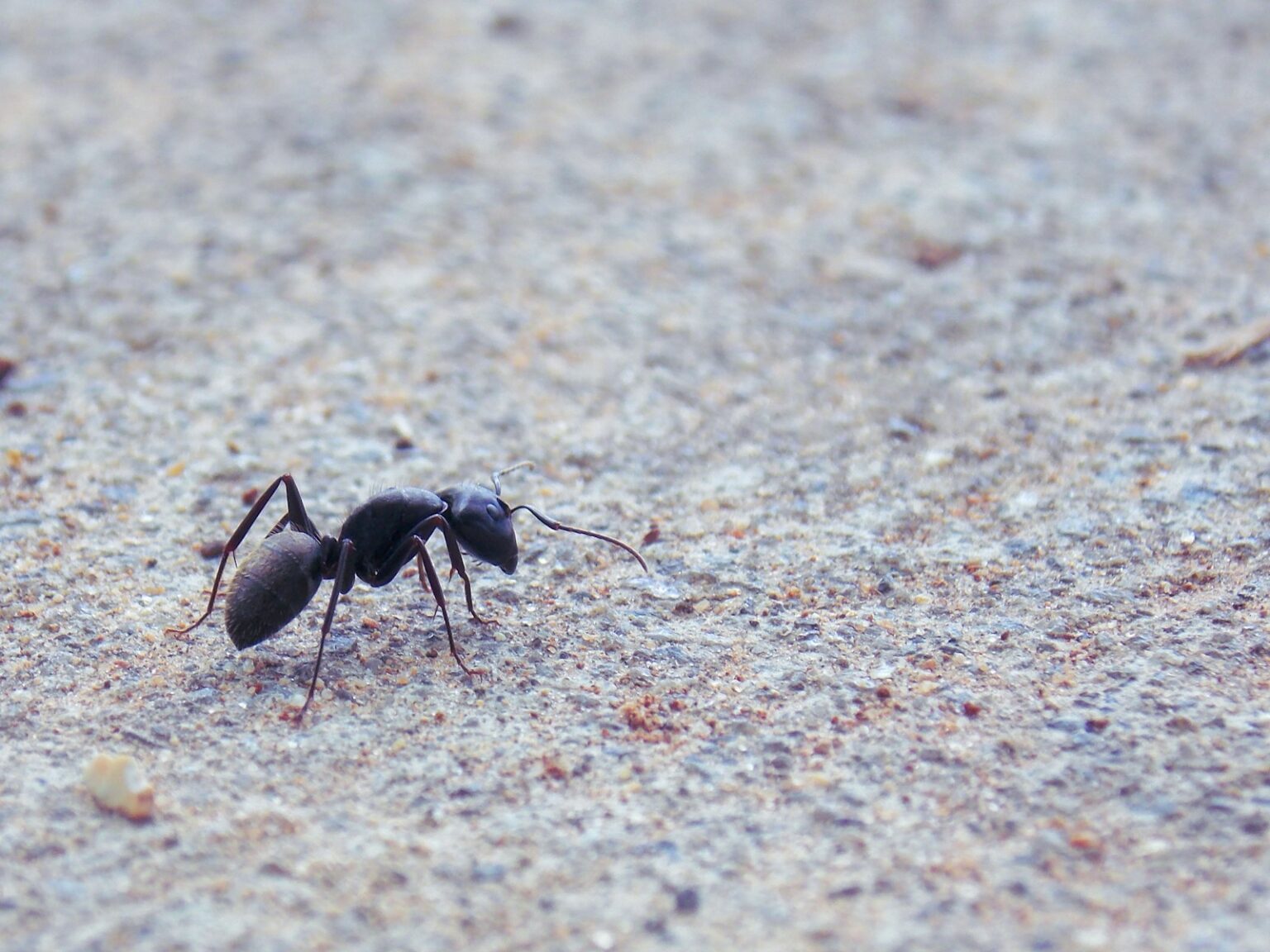 The Crucial Role of Ants in Tropical Rainforests – Insect Hive