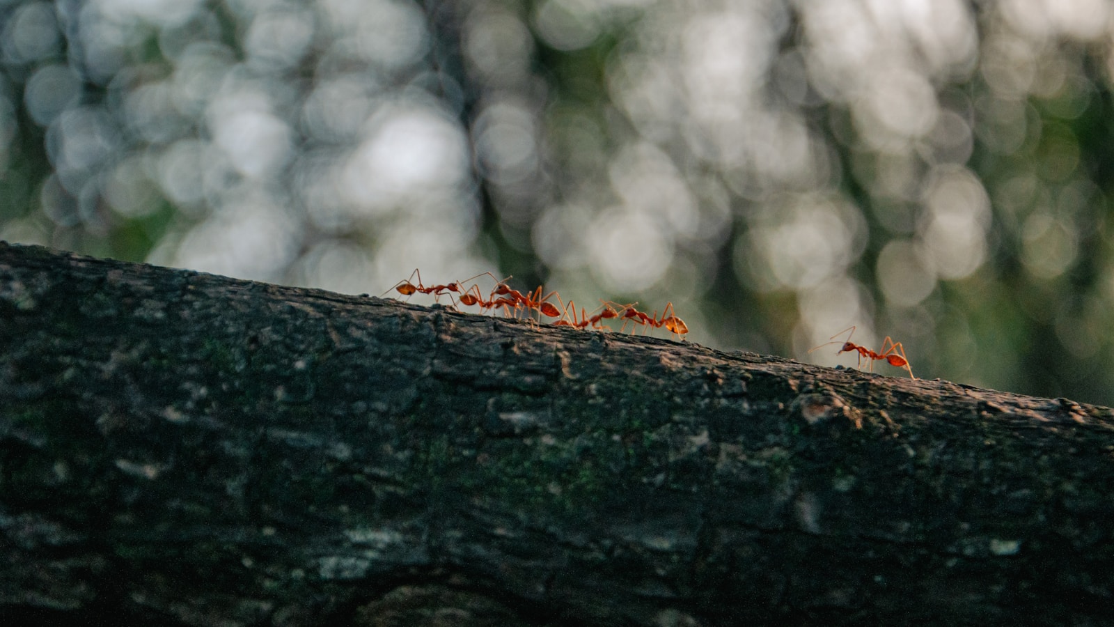 How Army Ants Coordinate Massive Raids Without a Leader – Insect Hive