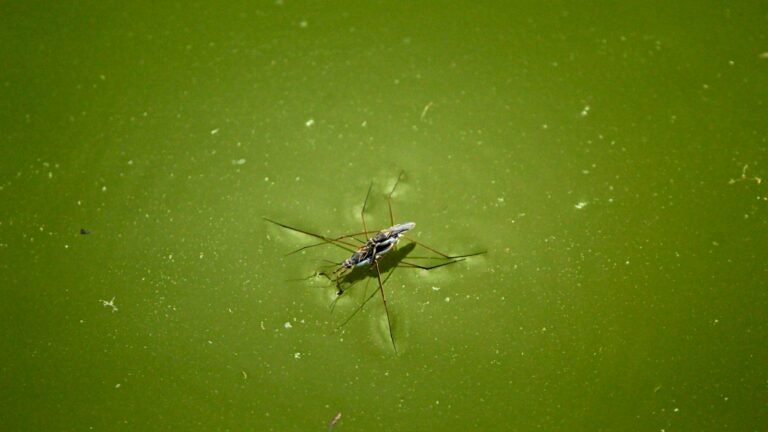 The Science Behind Why Some Bugs Walk on Water – Insect Hive