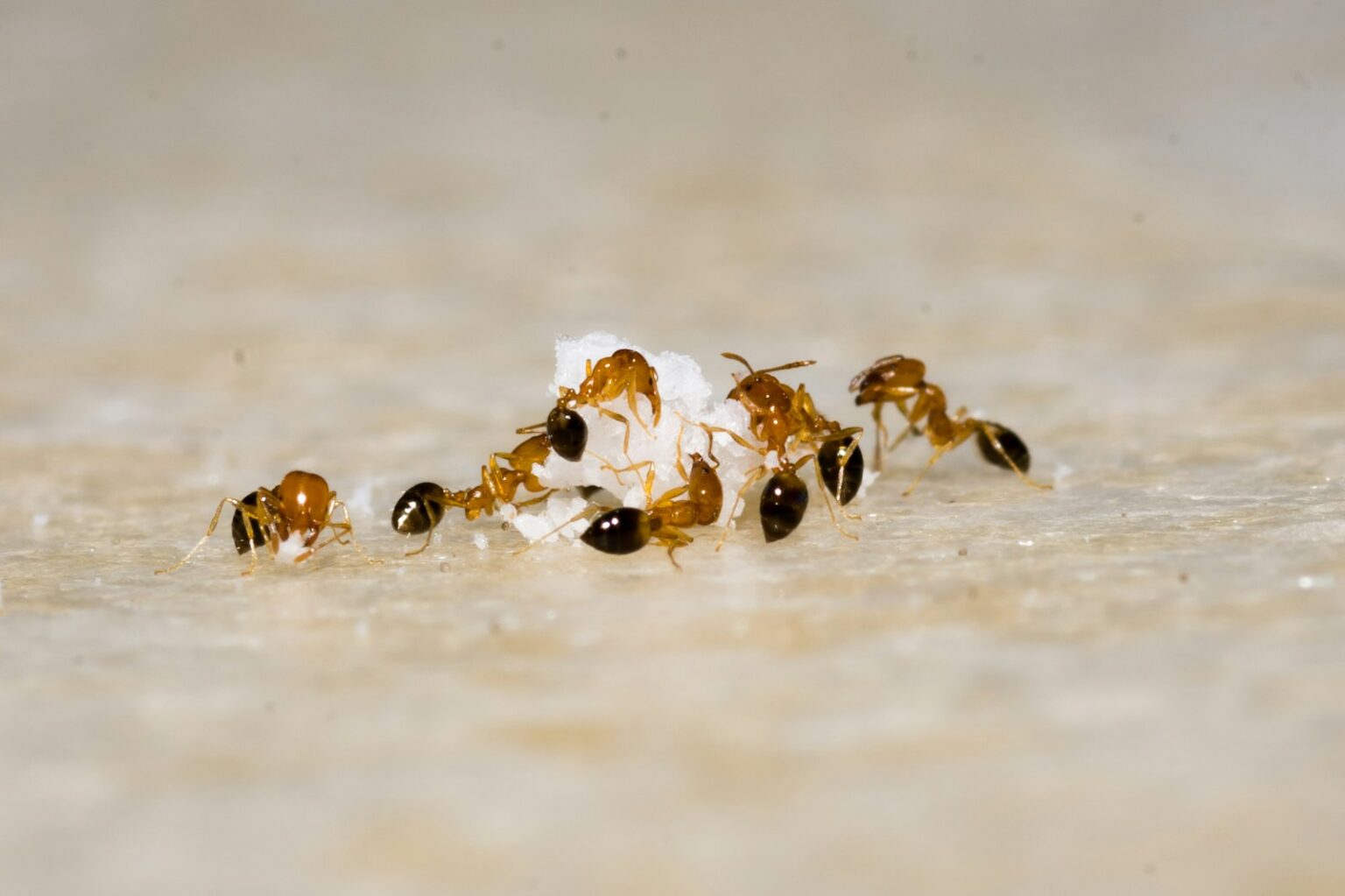 How Army Ants Coordinate Massive Raids Without a Leader – Insect Hive