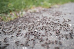 How Army Ants Coordinate Massive Raids Without a Leader – Insect Hive