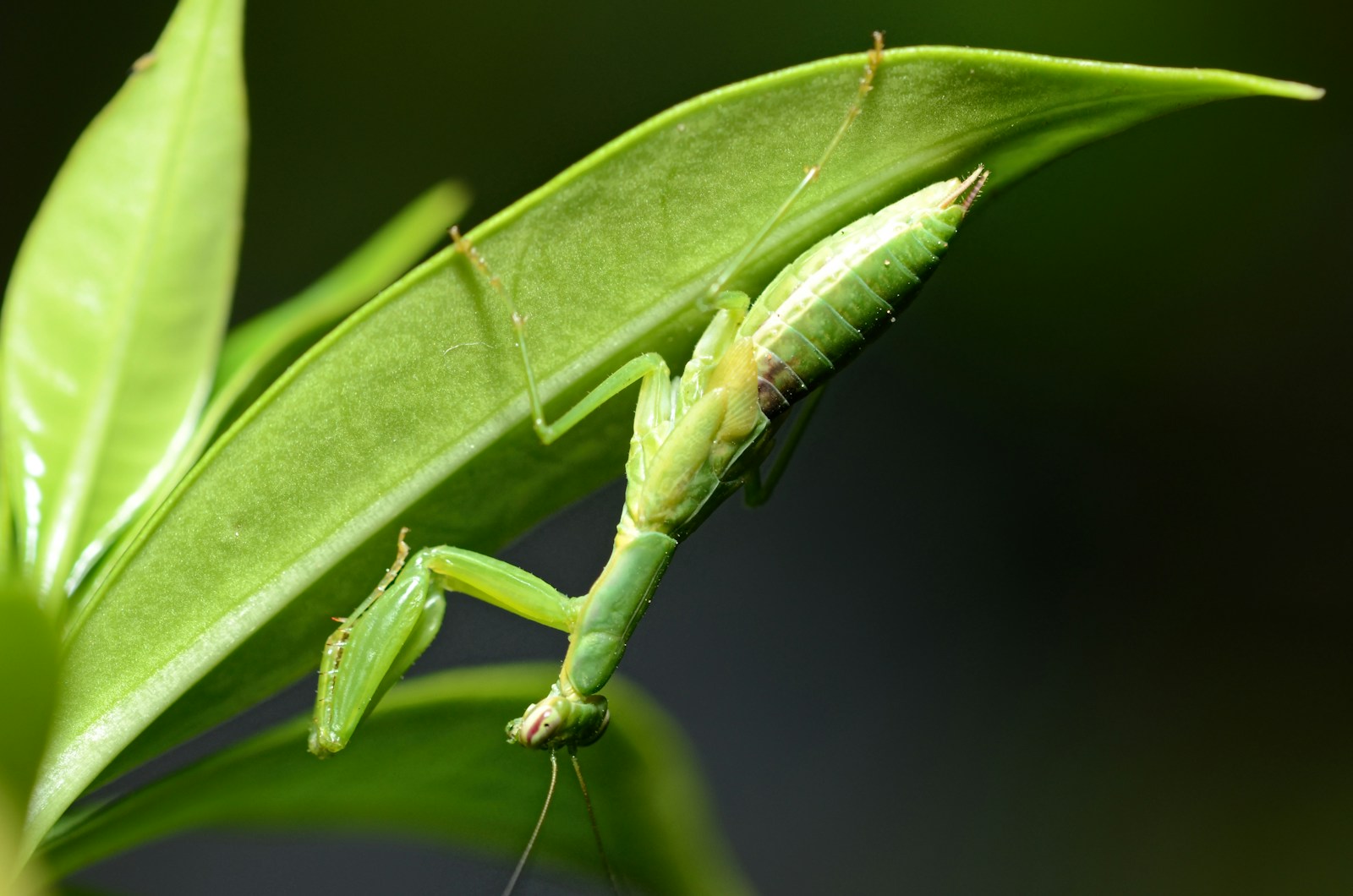 The Deadly Dance of the Praying Mantis – How They Lure Prey – Insect Hive