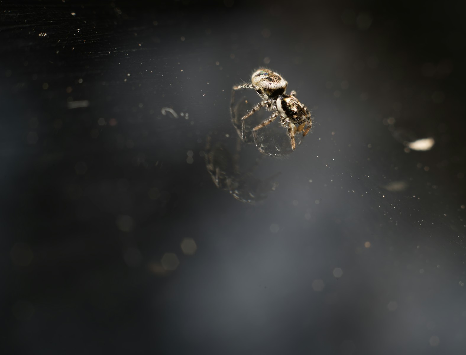 The Smallest Venomous Spider in the World – Tiny But Deadly – Insect Hive