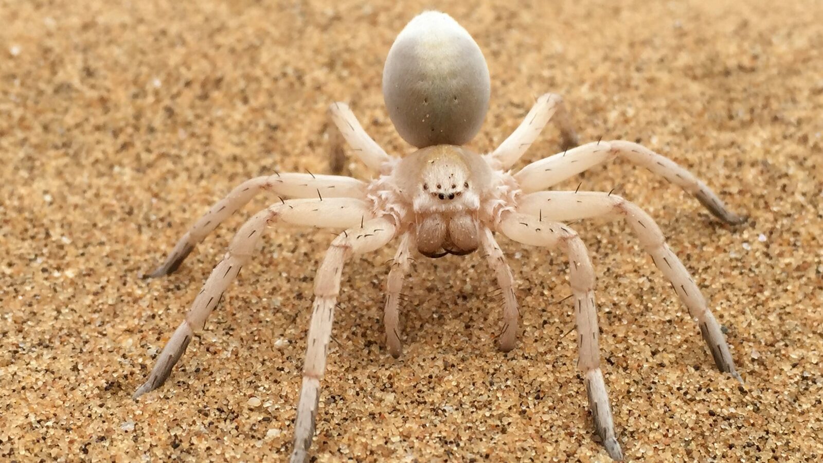 Why Some Non-Venomous Spiders Pretend to Be Ants – Insect Hive