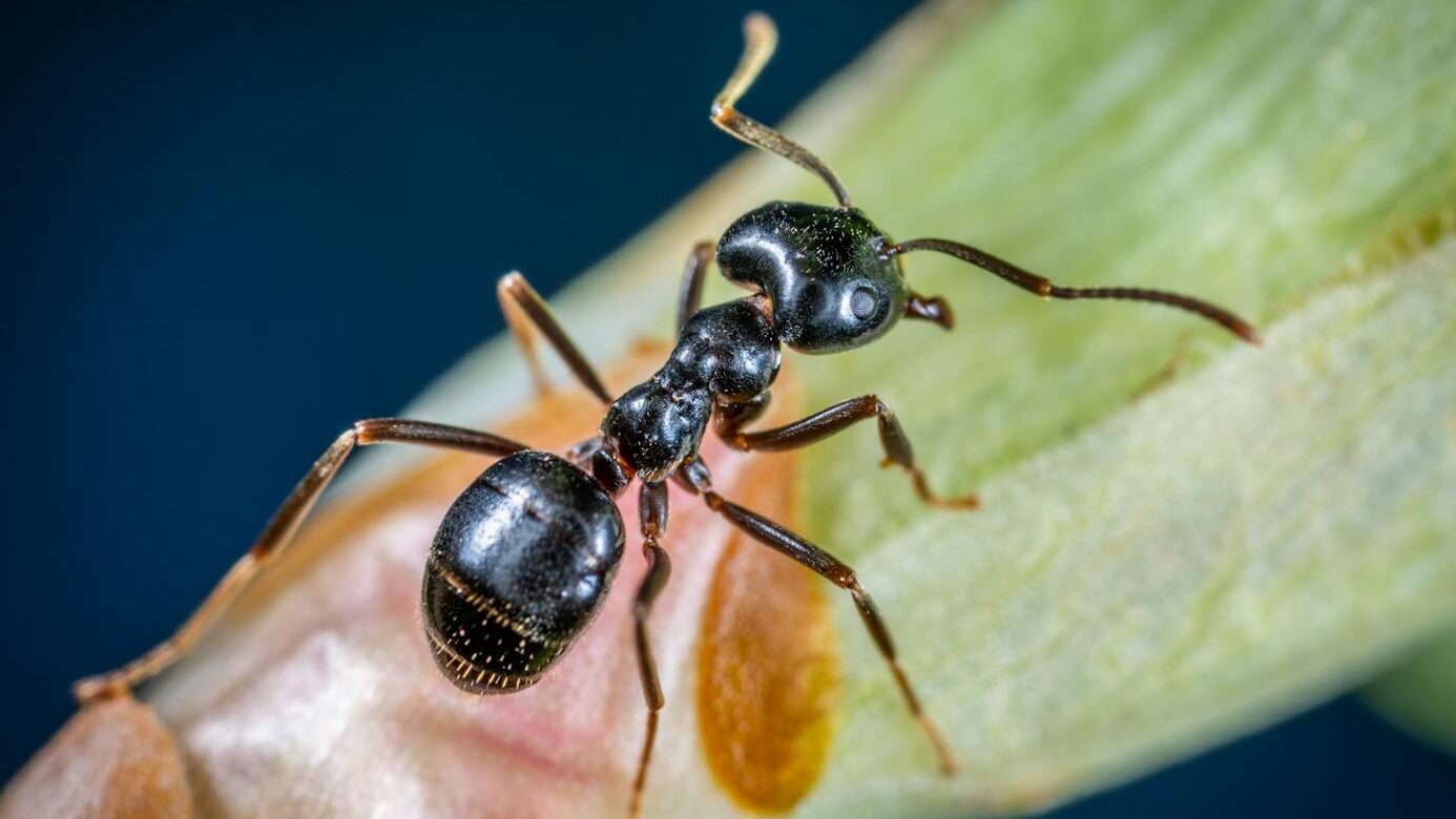 Army Ants on the Move: Nature’s Living Rivers of Death – Insect Hive