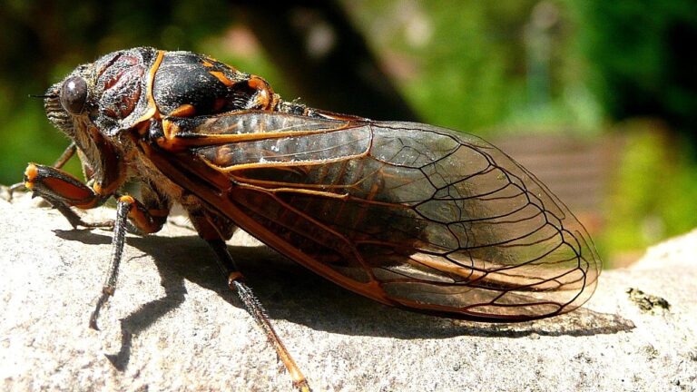 The Longest-Living Insect in the World – Insect Hive