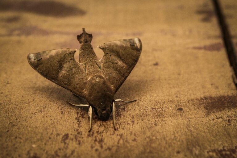 The Night Shift: Discover the Pollinators That Work After Dark – Insect ...