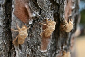 The Science Behind Why Some Bugs Walk on Water – Insect Hive