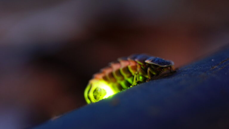 The Firefly’s Secret Code – How They Communicate With Light – Insect Hive