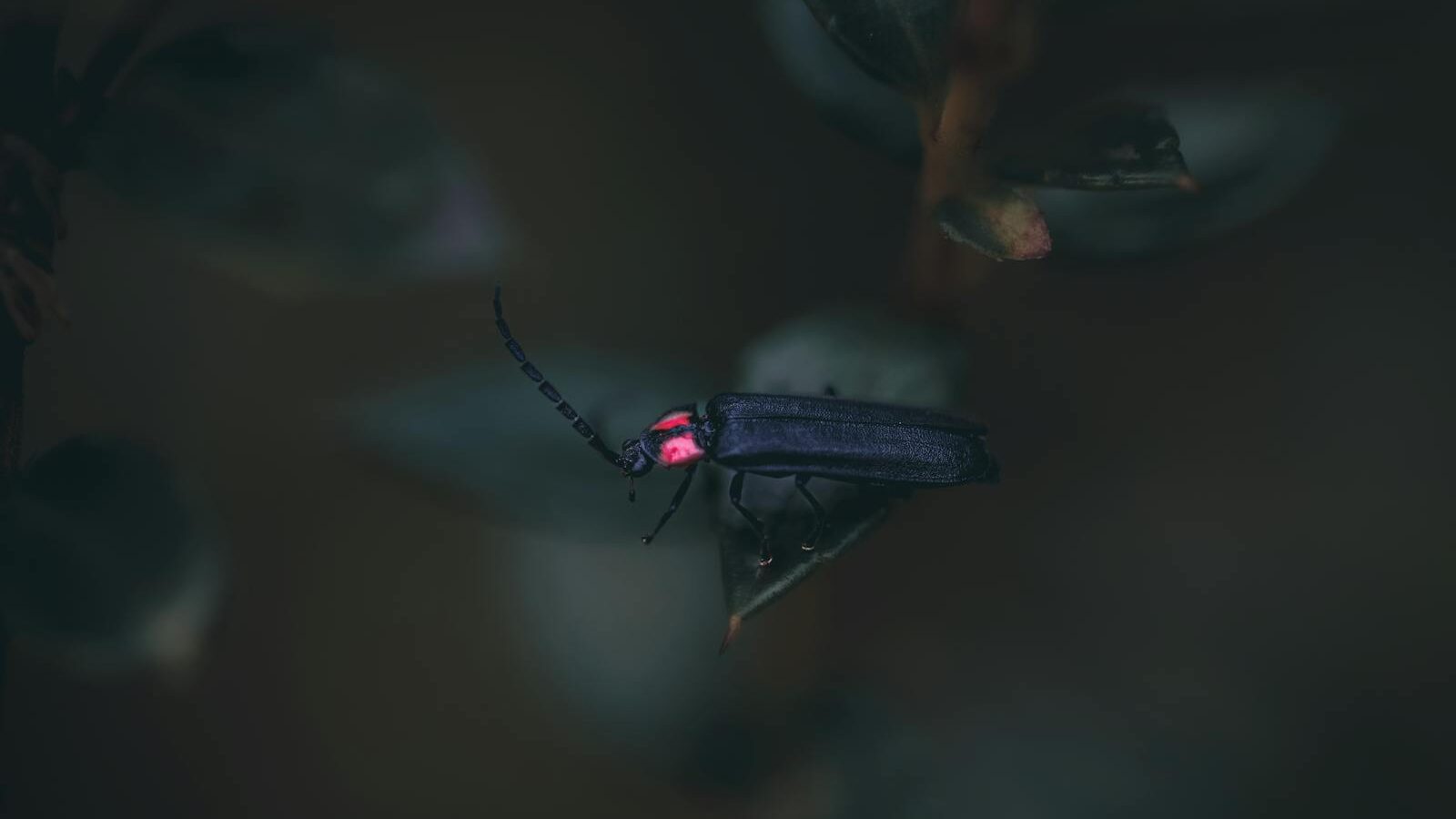 The Firefly’s Secret Code – How They Communicate With Light – Insect Hive