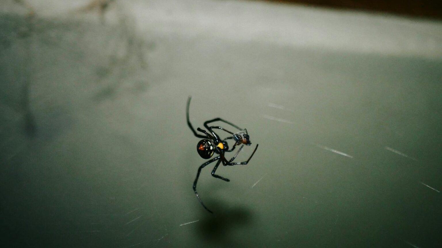 How Venomous Spiders Hunt and Kill Their Prey – Insect Hive