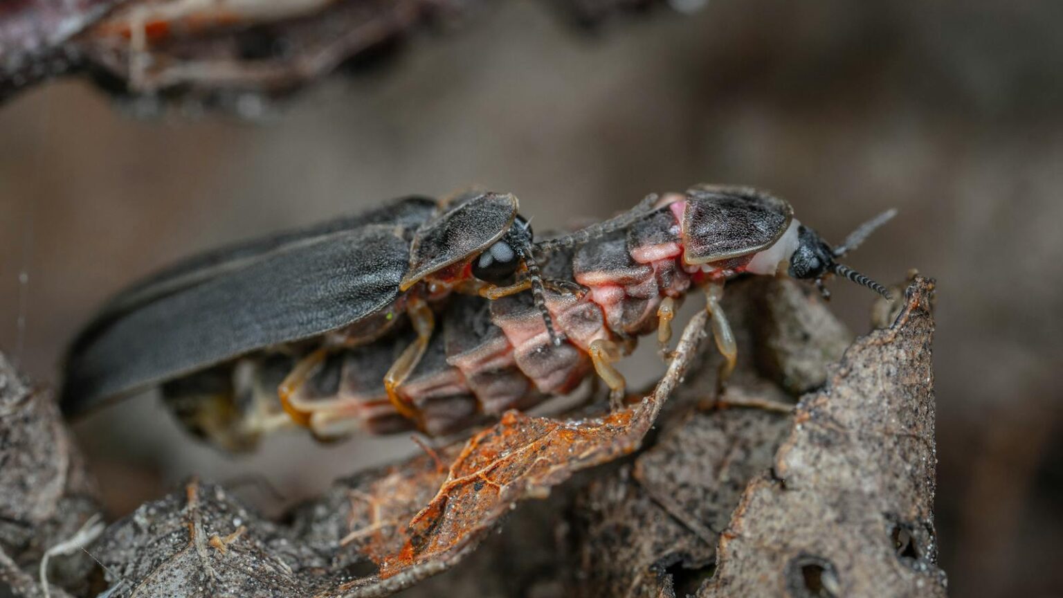 The Firefly’s Secret Code – How They Communicate With Light – Insect Hive