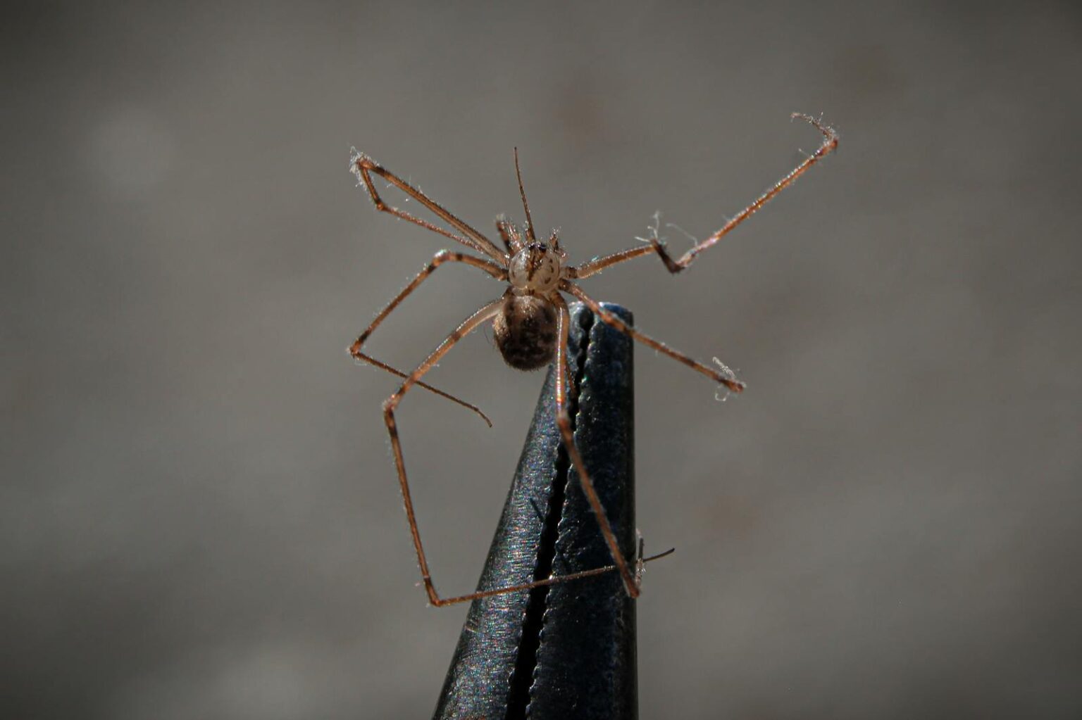 The Friendliest Non-Venomous Spider Species – Insect Hive