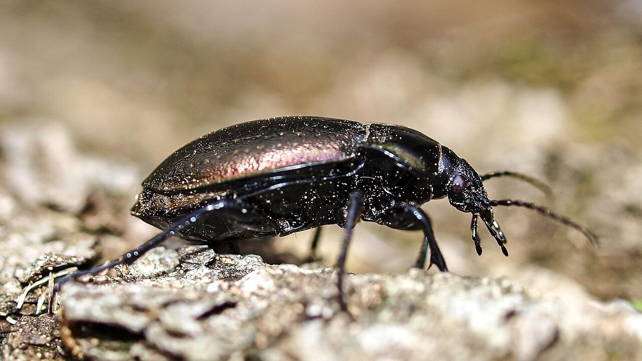 Meet the Beetles: Why This Insect Group Dominates the Planet – Insect Hive