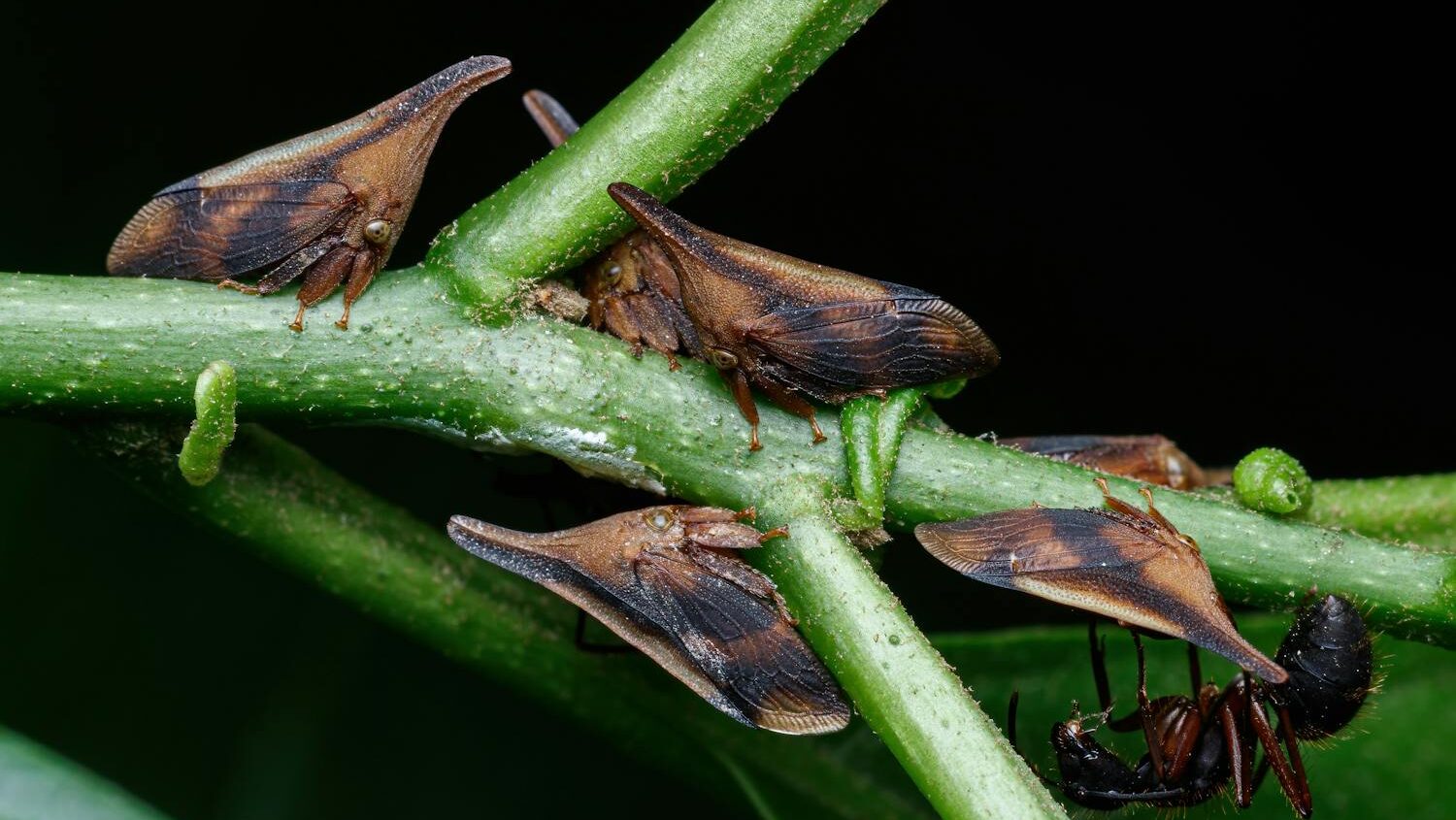 Buzz, Click, Chirp: Why Insect Sounds Are So Different (and What They ...