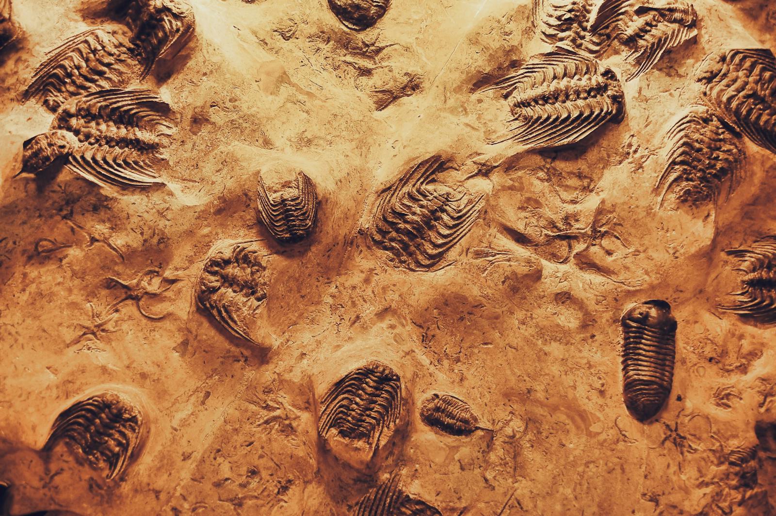 The Oldest Known Insect Fossil — And What It Tells Us About Life on ...