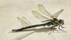 The Fastest Flying Insect Ever Recorded – Insect Hive