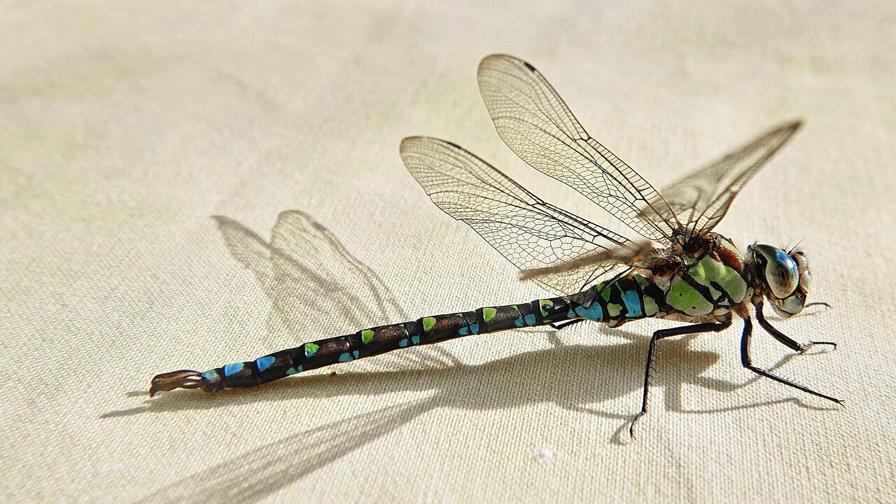 The Fastest Flying Insect Ever Recorded – Insect Hive