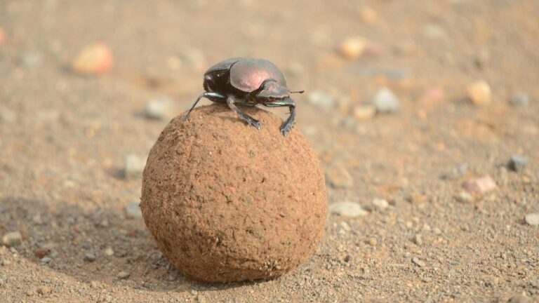 Dung Beetles and the Stars: How These Tiny Navigators Read the Sky ...