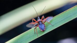 Top 10 Pet Insects That Are Surprisingly Easy to Care For – Insect Hive