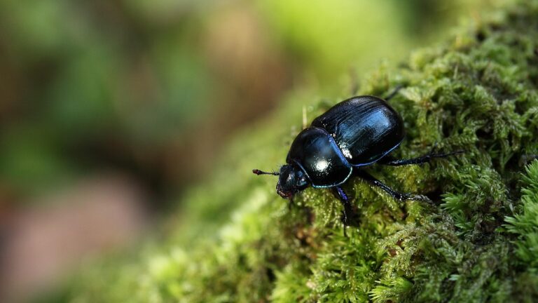 Dung Beetles and the Stars: How These Tiny Navigators Read the Sky ...