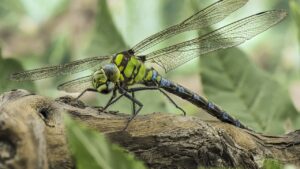 The Fastest Flying Insect Ever Recorded – Insect Hive