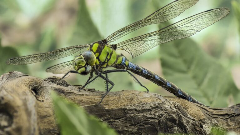 The Fastest Flying Insect Ever Recorded – Insect Hive