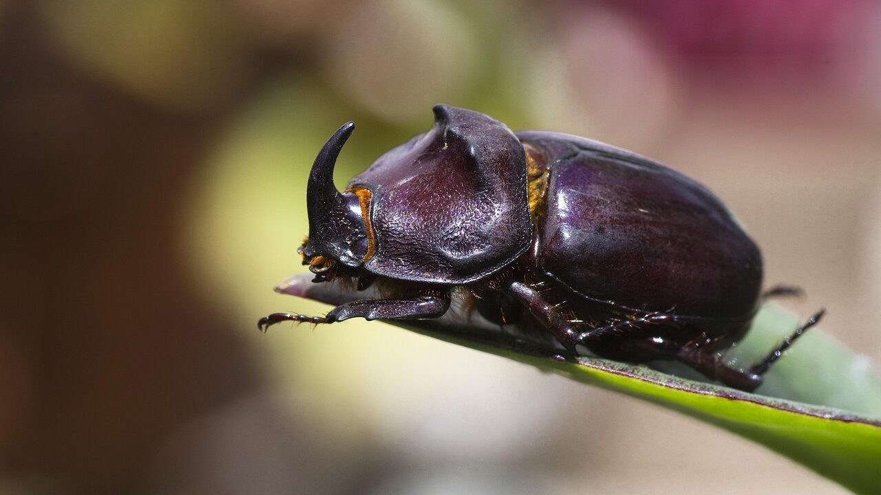 Meet the Beetles: Why This Insect Group Dominates the Planet – Insect Hive