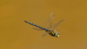The Fastest Flying Insect Ever Recorded – Insect Hive