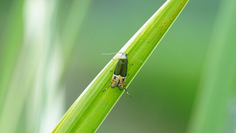 The Firefly’s Secret Code – How They Communicate With Light – Insect Hive