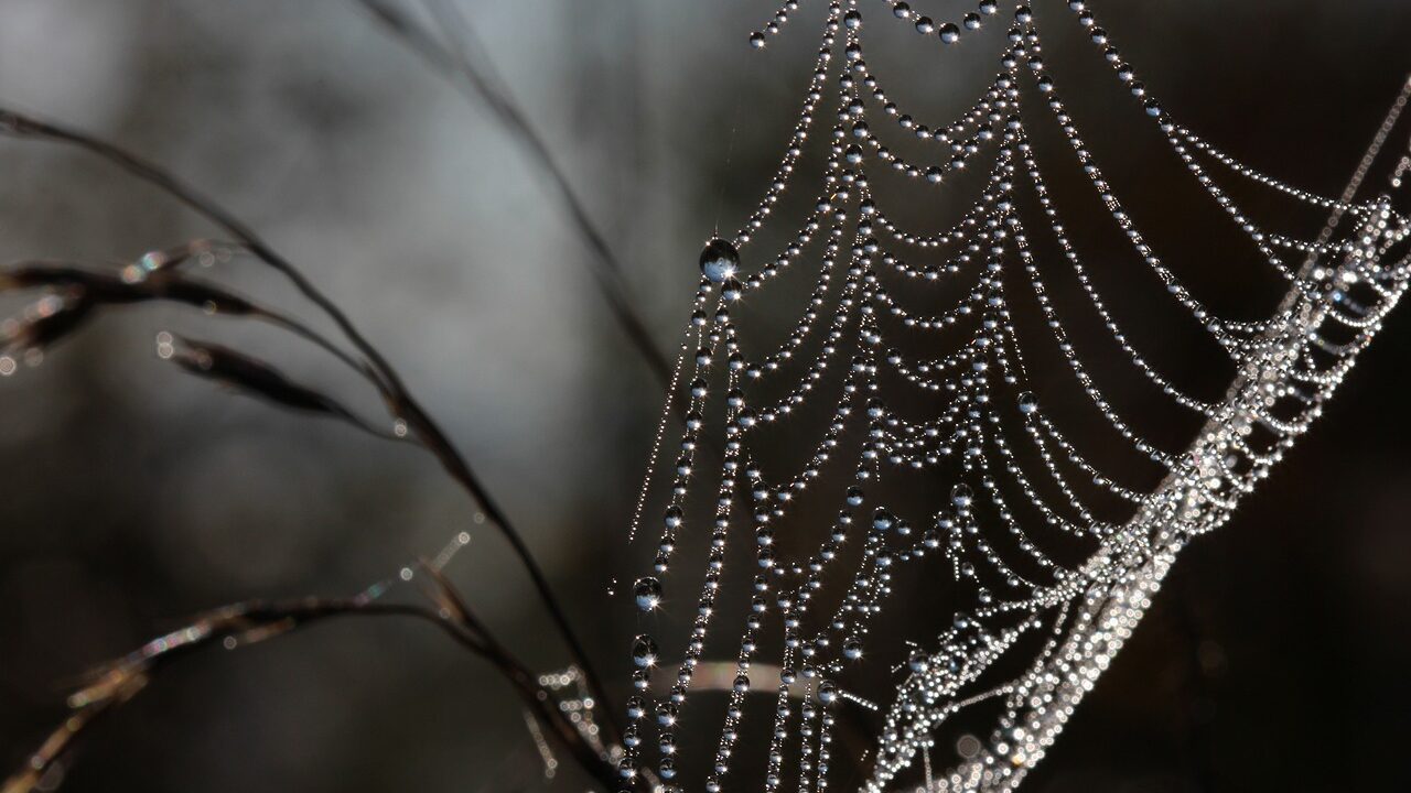 The Spider That Spins the Strongest Silk in the World – Insect Hive