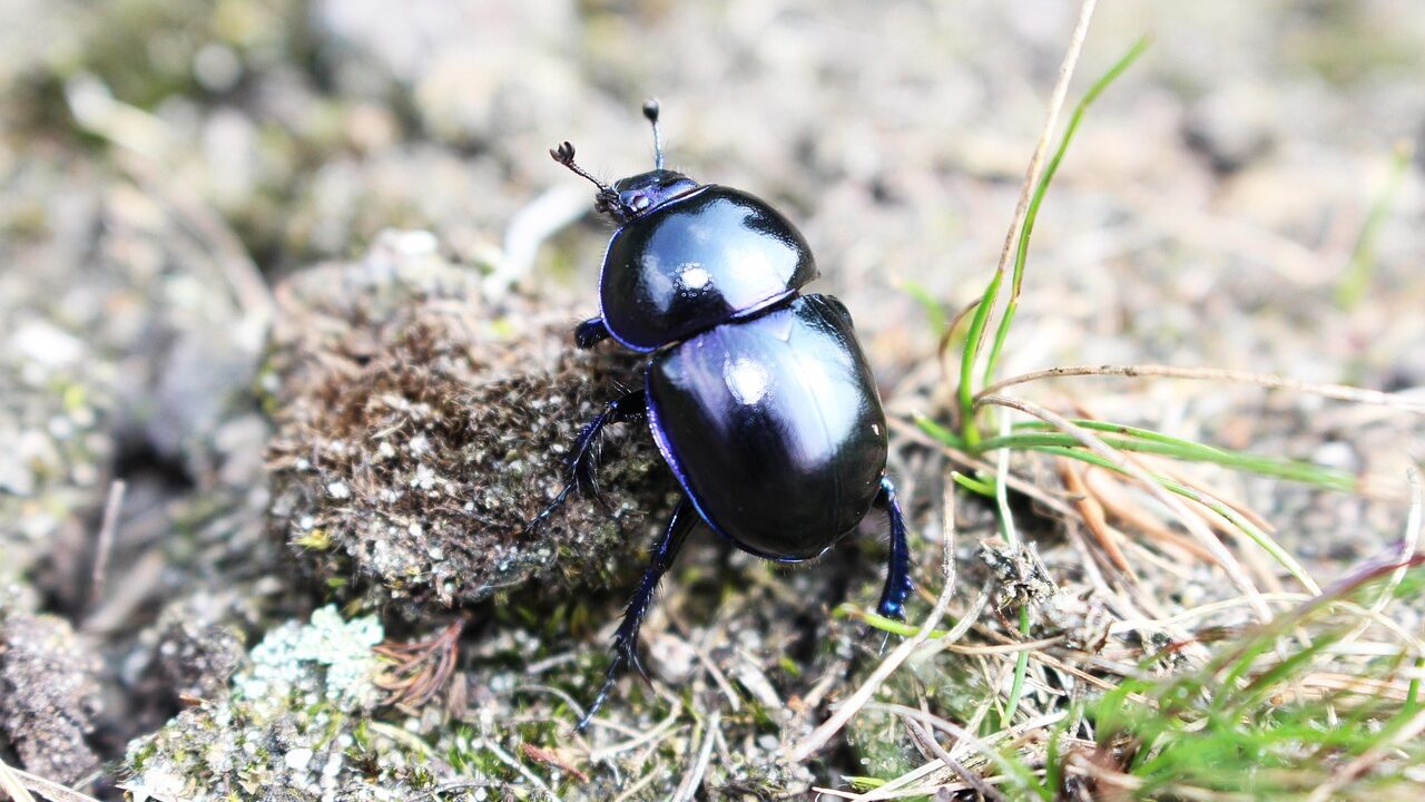 Dung Beetles and the Stars: How These Tiny Navigators Read the Sky ...