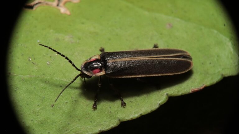 The Firefly’s Secret Code – How They Communicate With Light – Insect Hive
