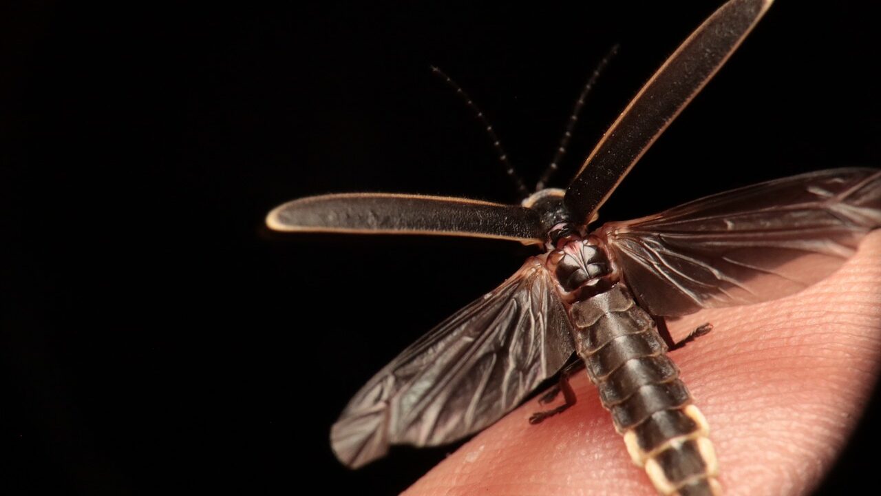 The Firefly’s Secret Code – How They Communicate With Light – Insect Hive