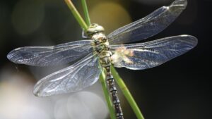 The Fastest Flying Insect Ever Recorded – Insect Hive