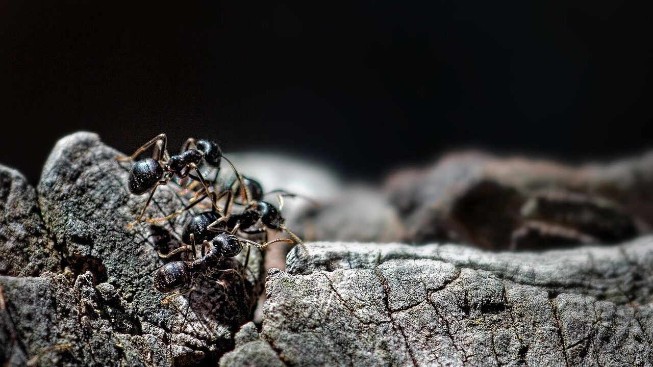 Army Ants on the Move: Nature’s Living Rivers of Death – Insect Hive
