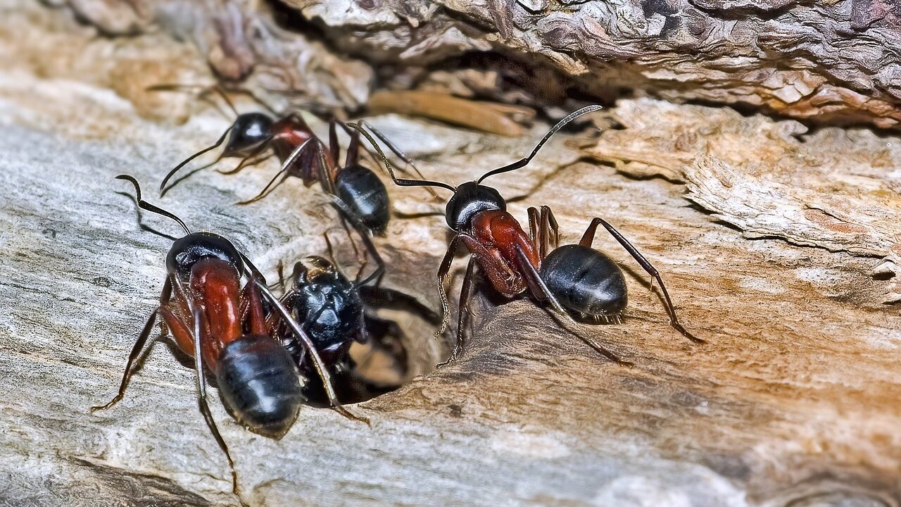 Army Ants on the Move: Nature’s Living Rivers of Death – Insect Hive