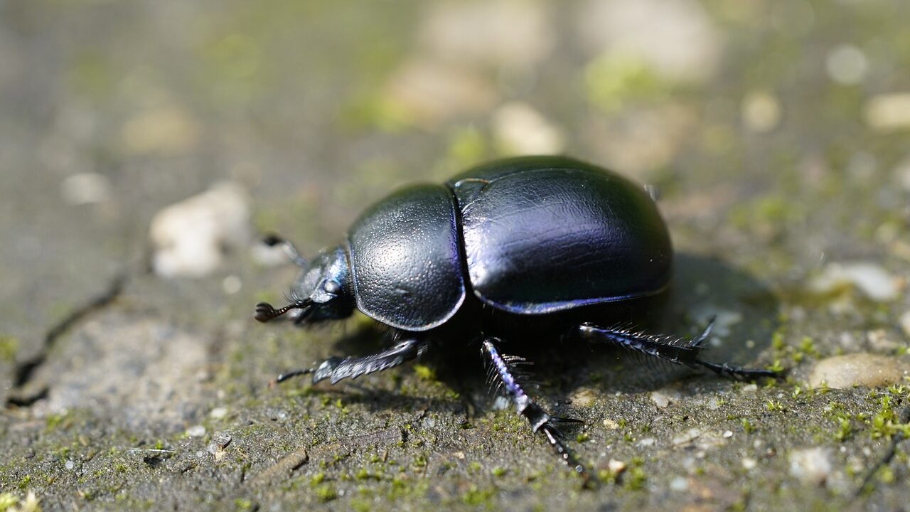 Dung Beetles and the Stars: How These Tiny Navigators Read the Sky ...