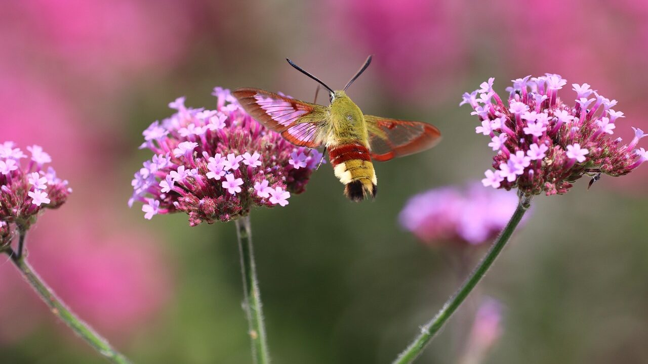 The Moth That Mimics a Wasp to Scare Away Predators – Insect Hive
