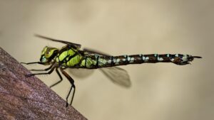 The Fastest Flying Insect Ever Recorded – Insect Hive
