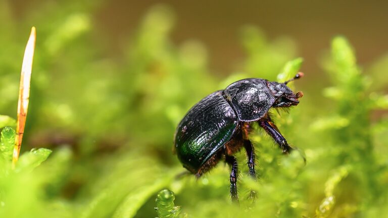 Meet the Beetles: Why This Insect Group Dominates the Planet – Insect Hive