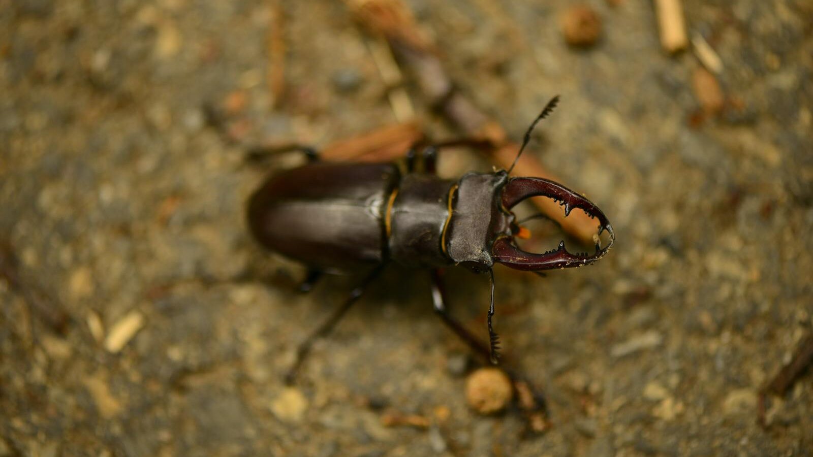 Meet the Beetles: Why This Insect Group Dominates the Planet – Insect Hive