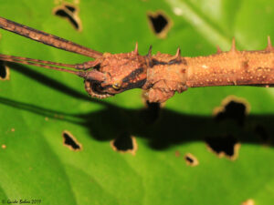 Why Stick Insects Are Masters Of Camouflage In Captivity Insect Hive