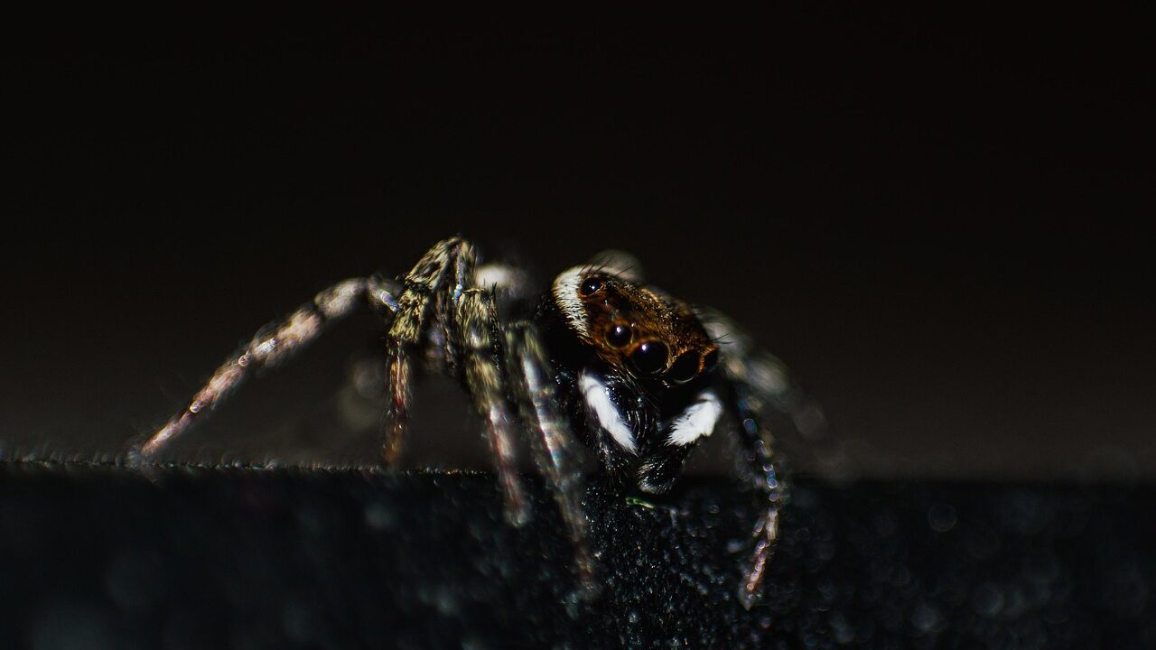 The Spider That Spins the Strongest Silk in the World – Insect Hive