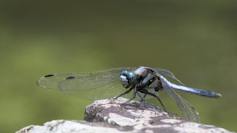 The Fastest Flying Insect Ever Recorded – Insect Hive